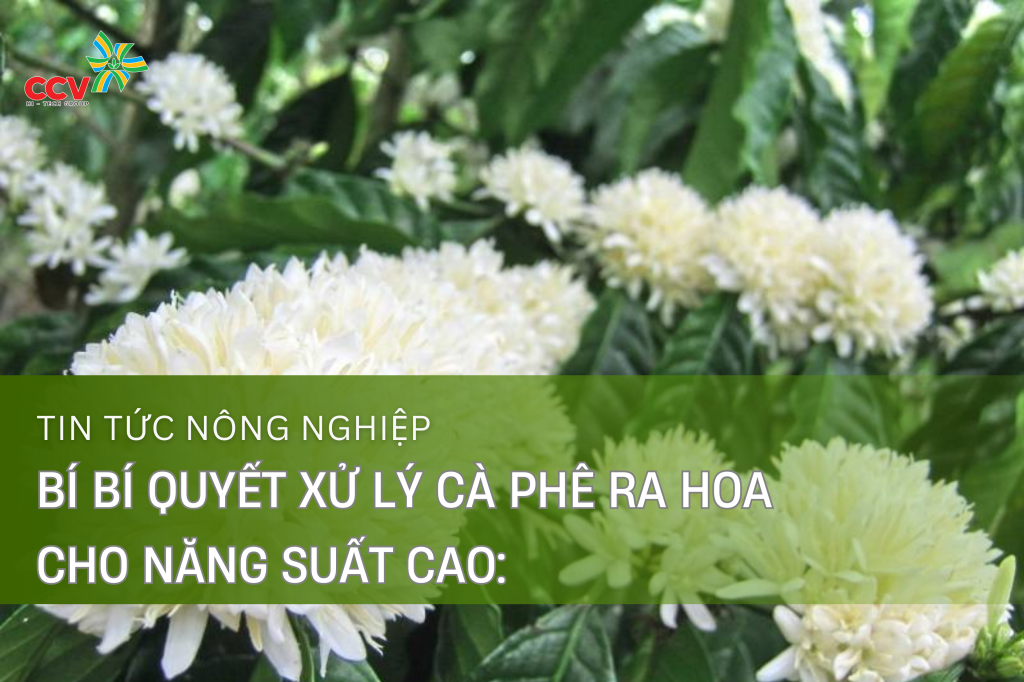Bí quyết xử lý cà phê ra hoa cho năng suất cao - Bệnh Viện Nông Nghiệp CCV
